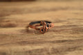 Rodeo Cowboy Copper Ring - Size 7-11 Adjustable – YournNonce